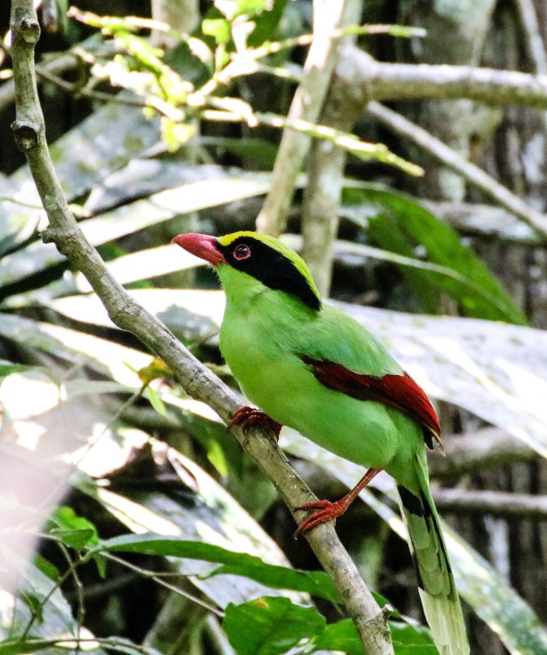 Common Green-Magpie – Mad about Birding and Travel