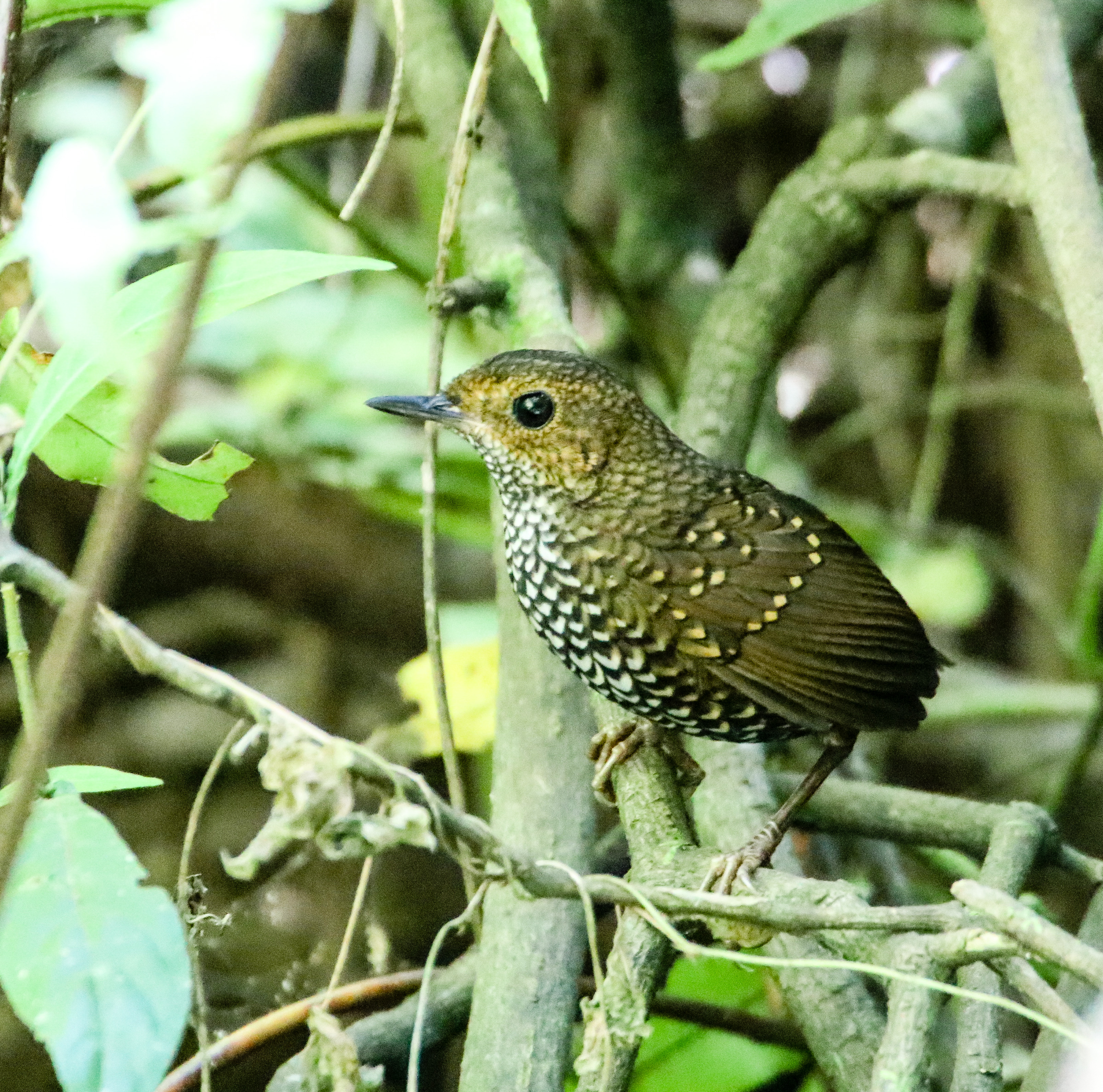 Pygmy Cupwing 3 – Mad about Birding and Travel