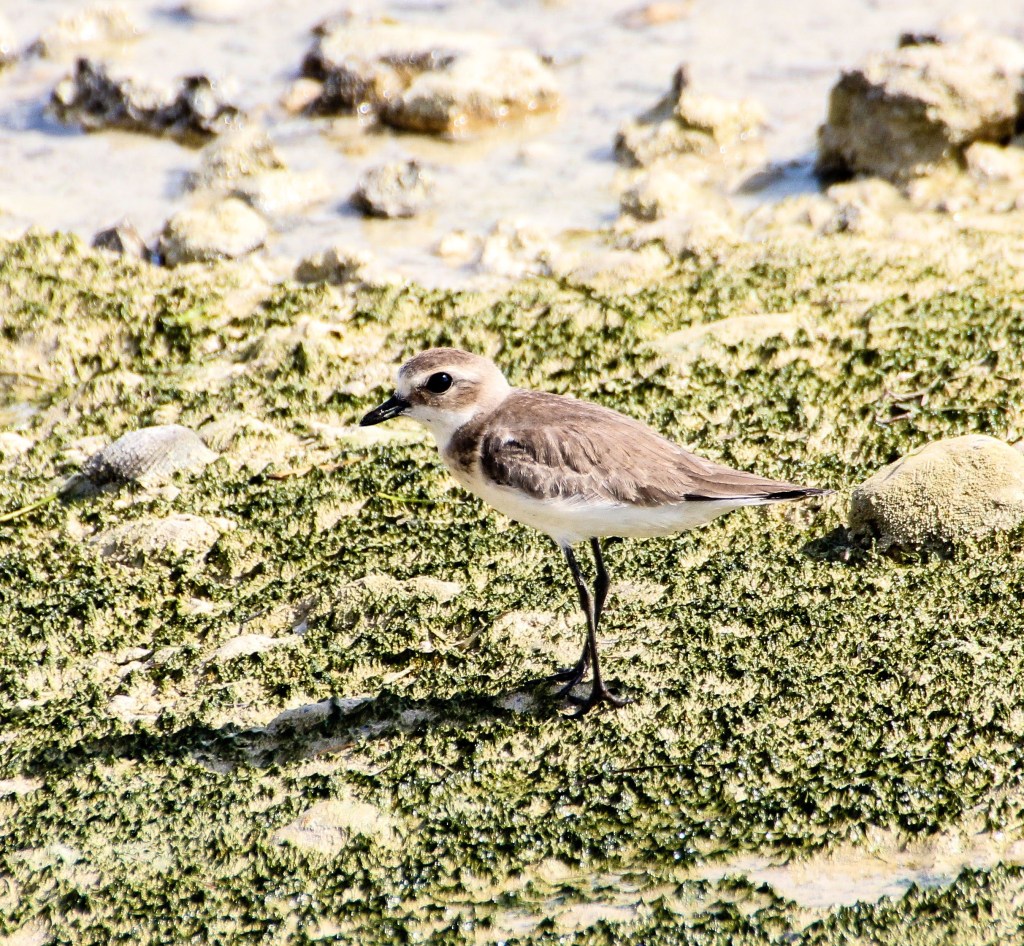 Birds of Bahrain – Mad about Birding and Travel