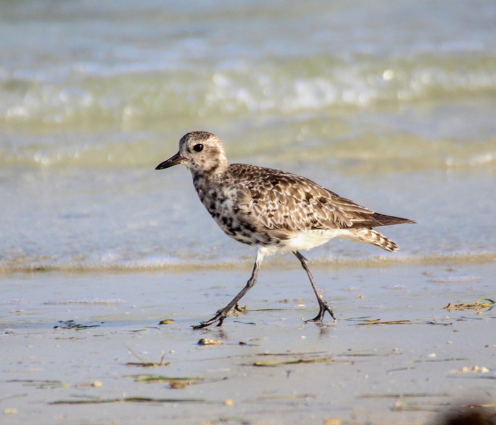 Birds of Bahrain – Mad about Birding and Travel