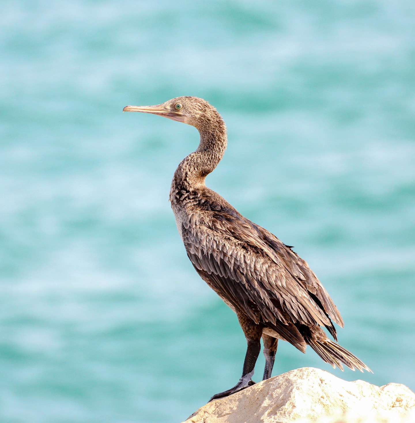 Birds of Bahrain – Mad about Birding and Travel
