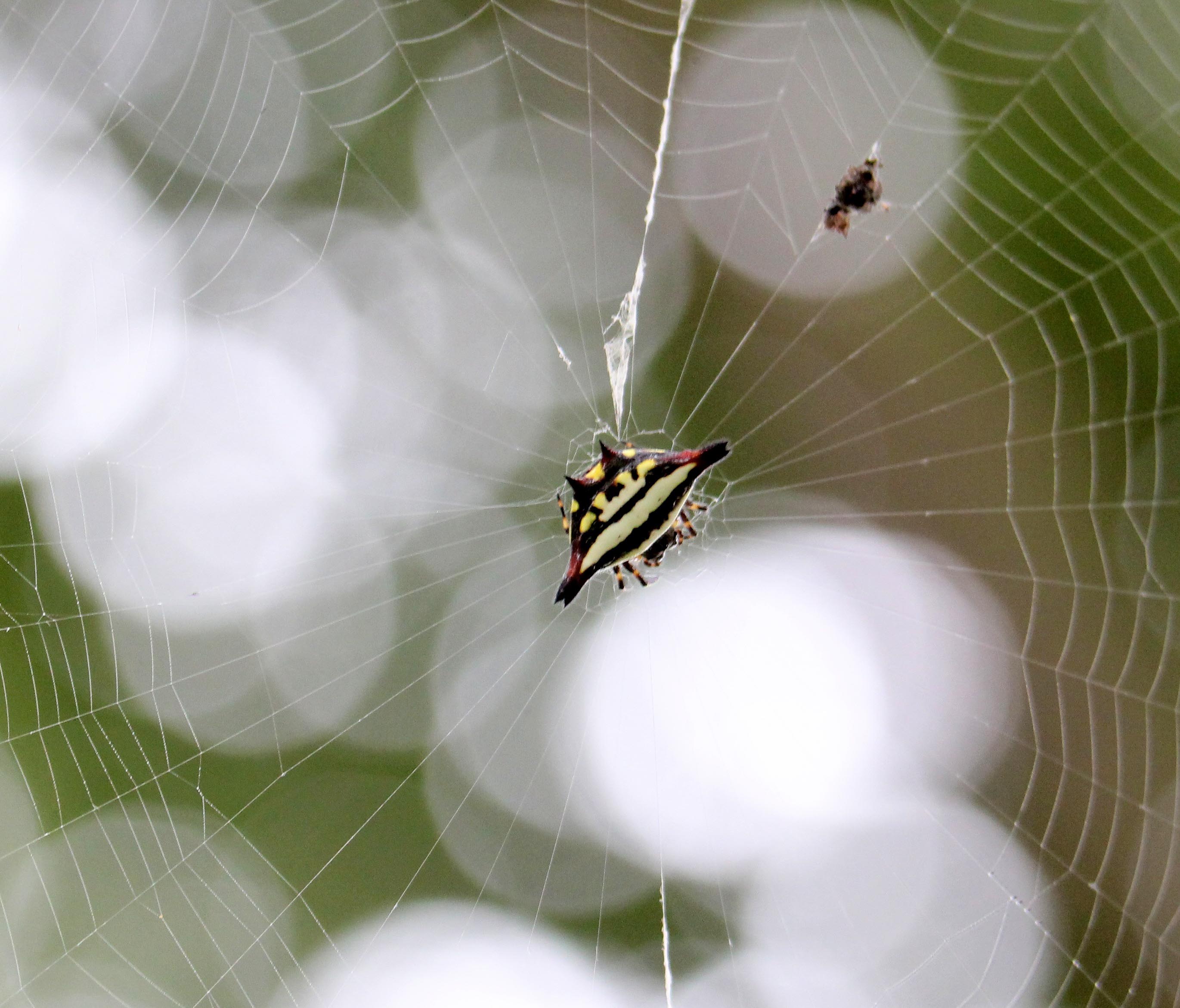 Spiny Orb Spider (Gasteracantha sp) – Mad about Birding and Travel
