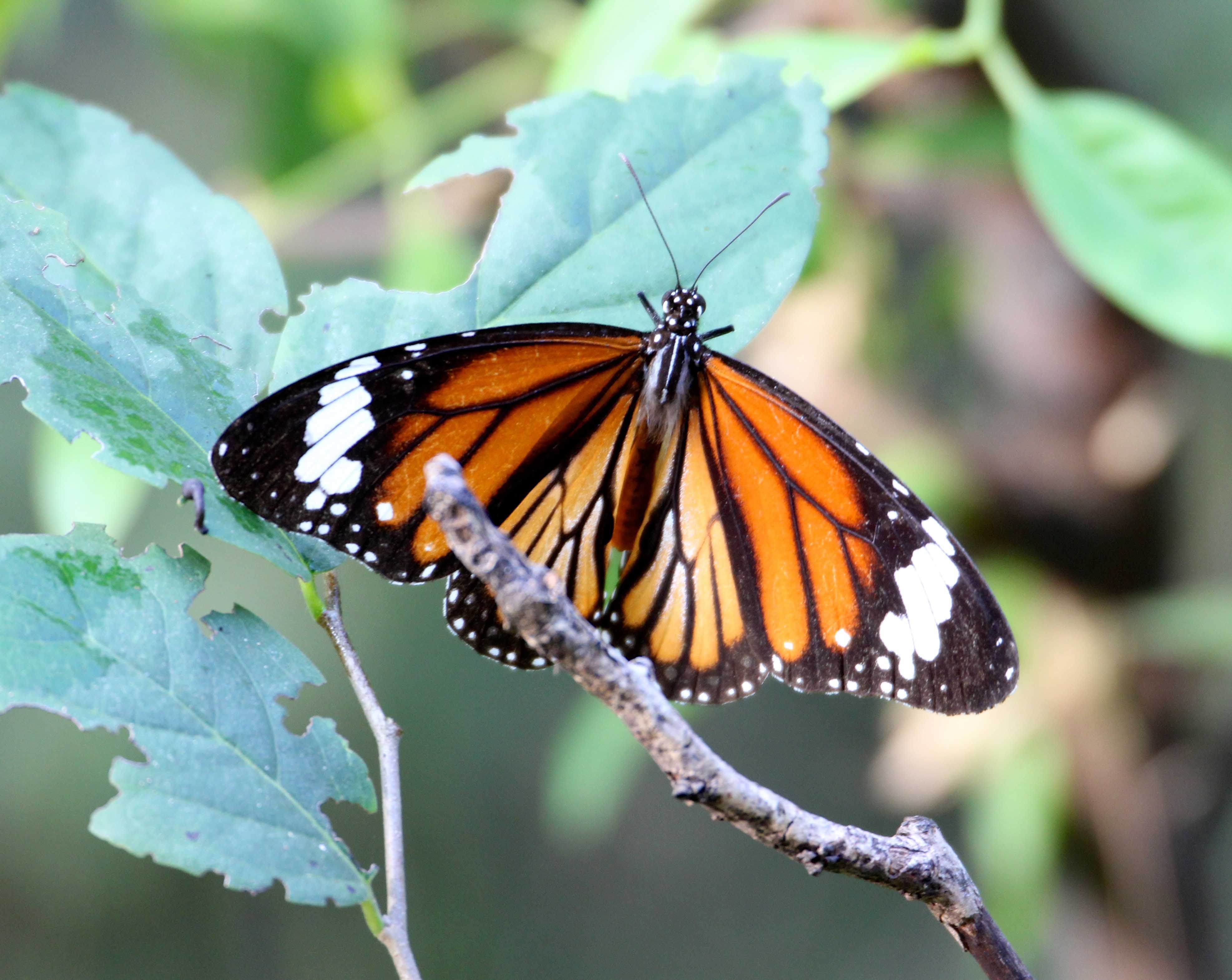 Striped Tiger – Mad about Birding and Travel