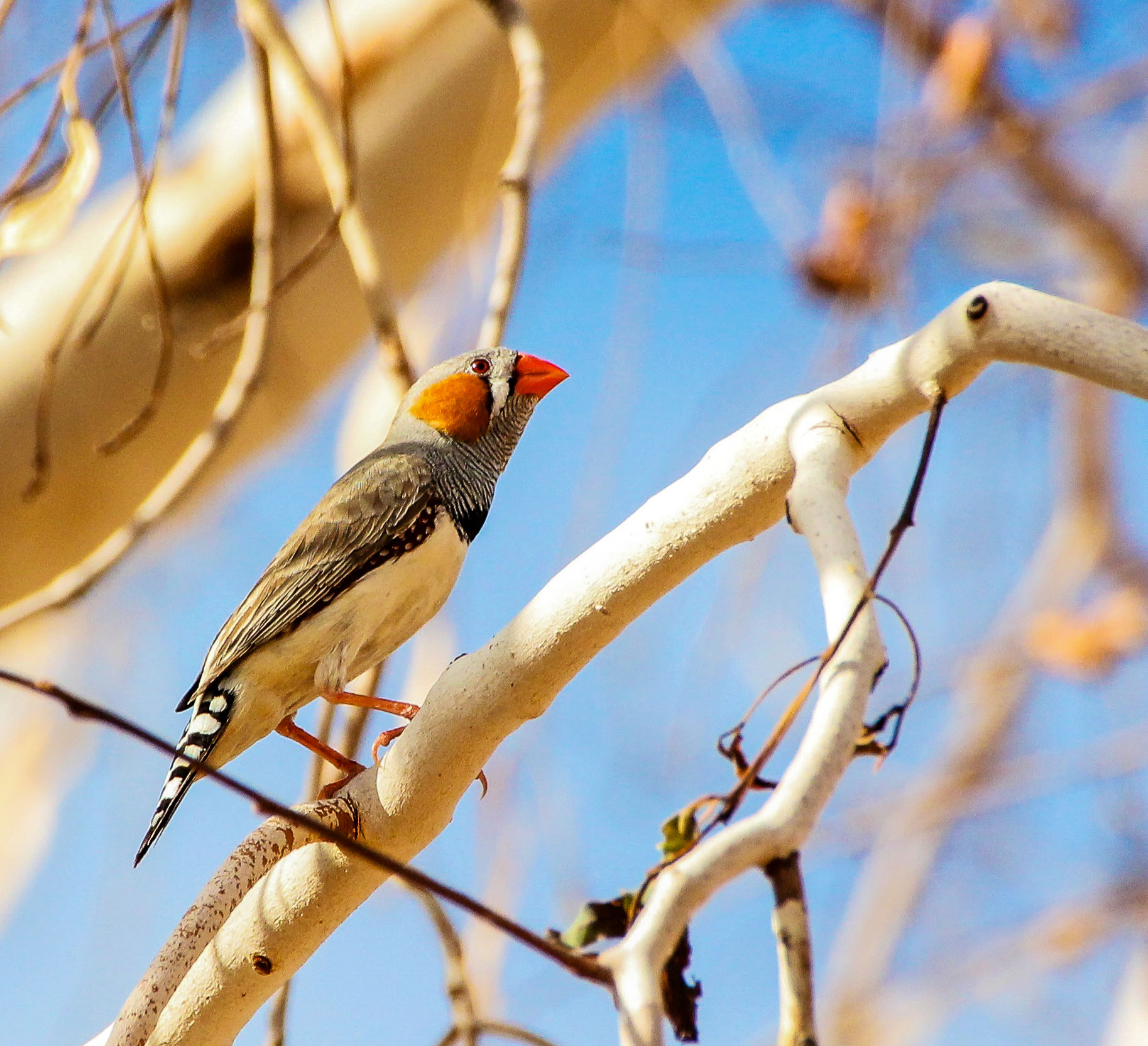 Birds of the Australian Outback – Mad about Birding and Travel
