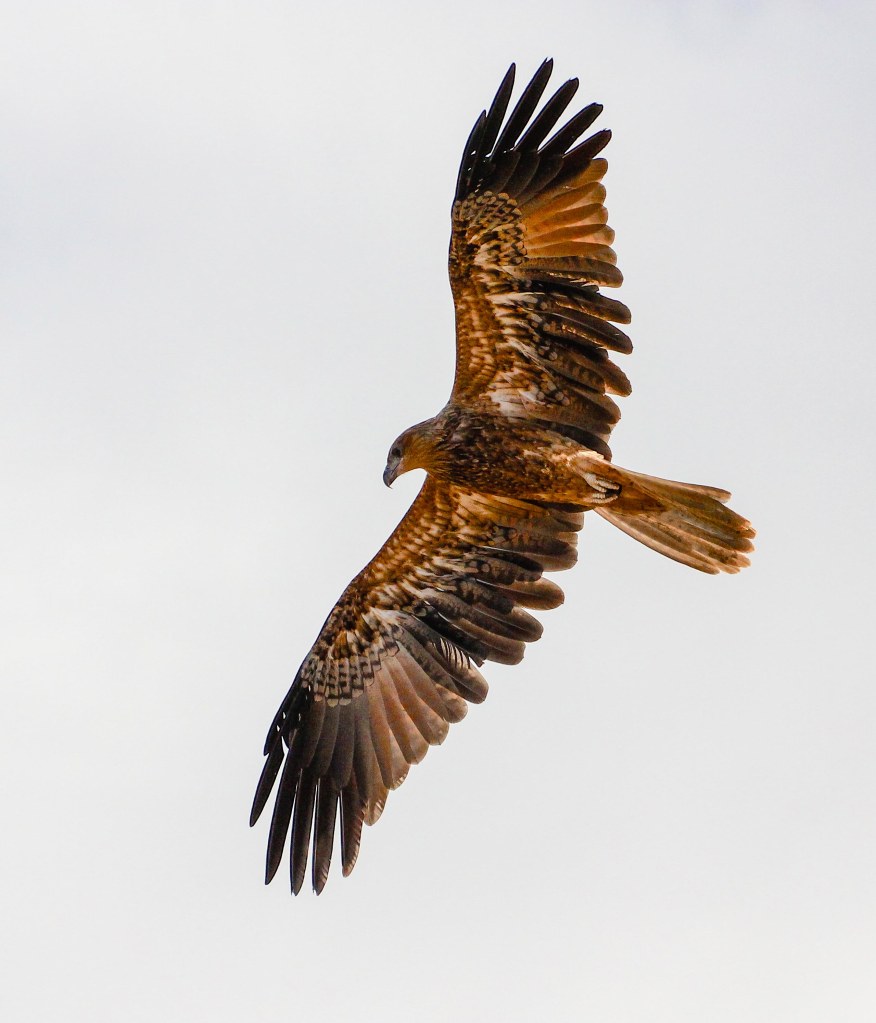 Birds of the Australian Outback – Mad about Birding and Travel