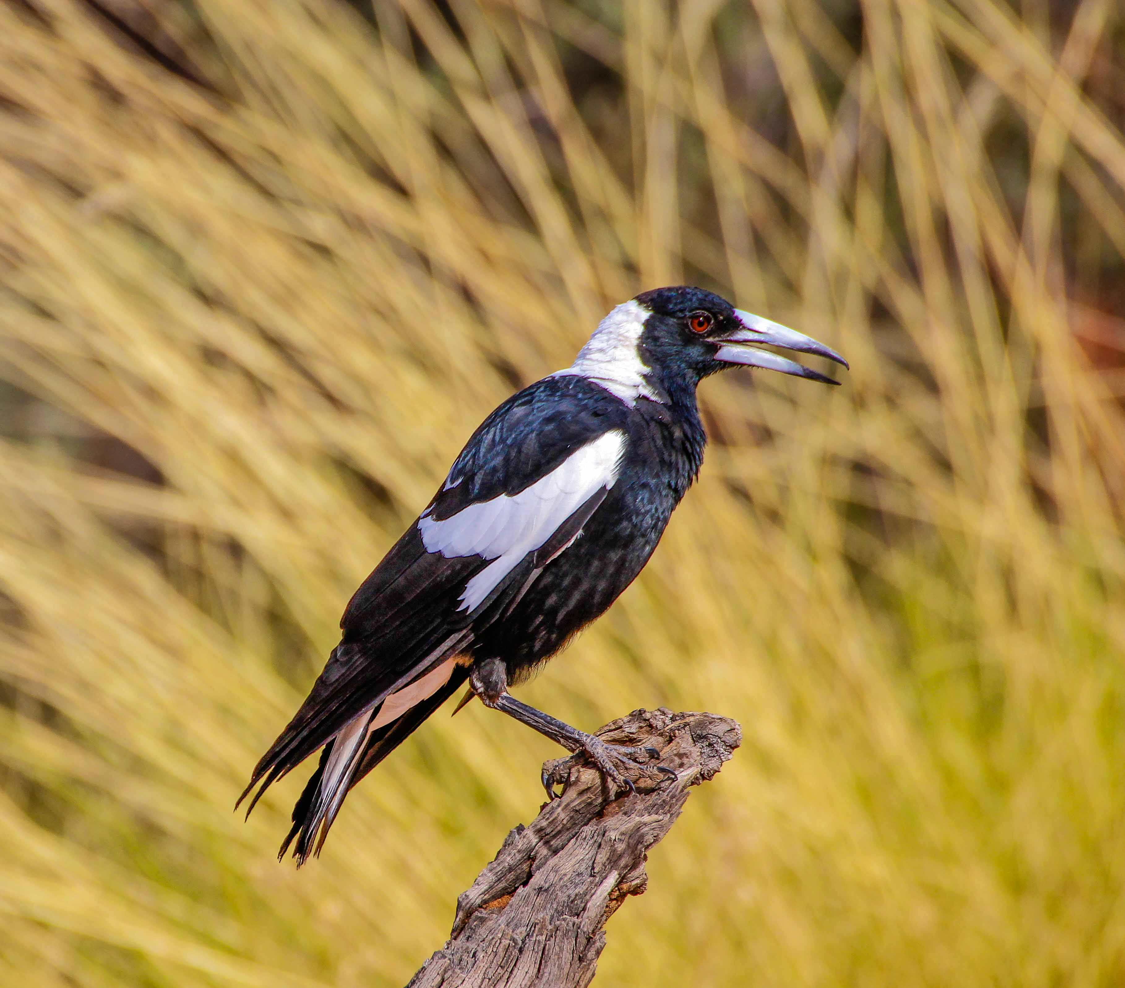 Birds of the Australian Outback – Mad about Birding and Travel