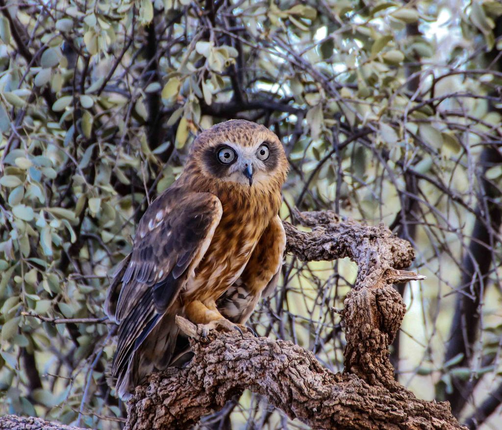 Birds of the Australian Outback – Mad about Birding and Travel
