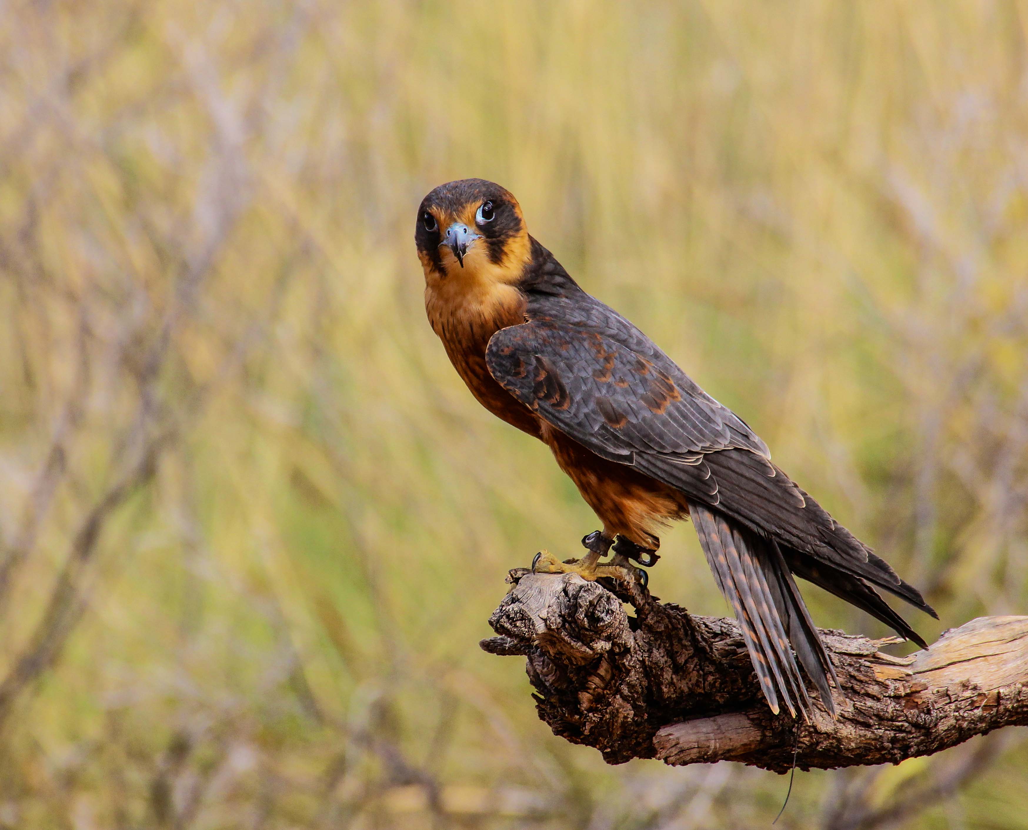 Birds of the Australian Outback – Mad about Birding and Travel