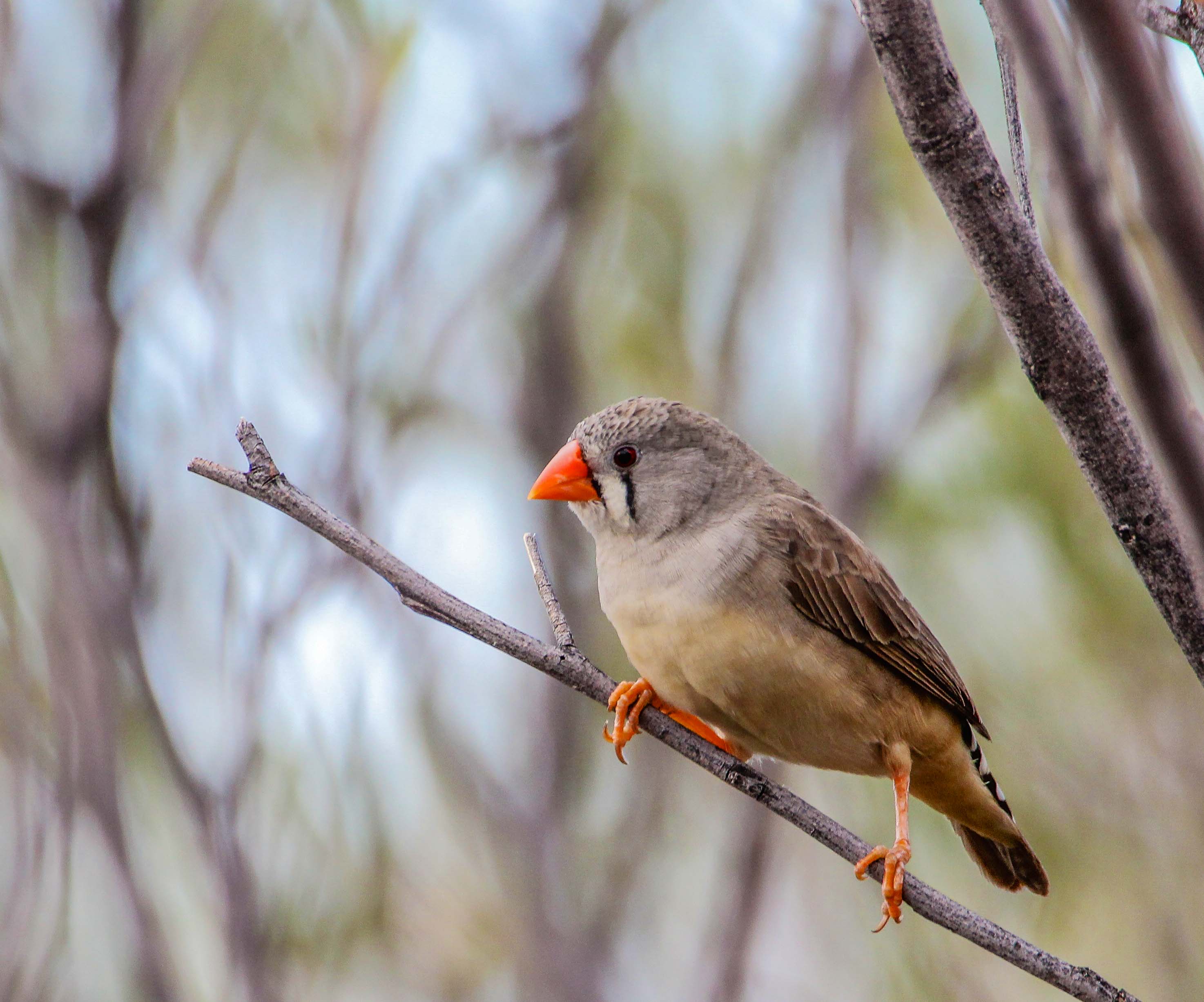 Birds of the Australian Outback – Mad about Birding and Travel