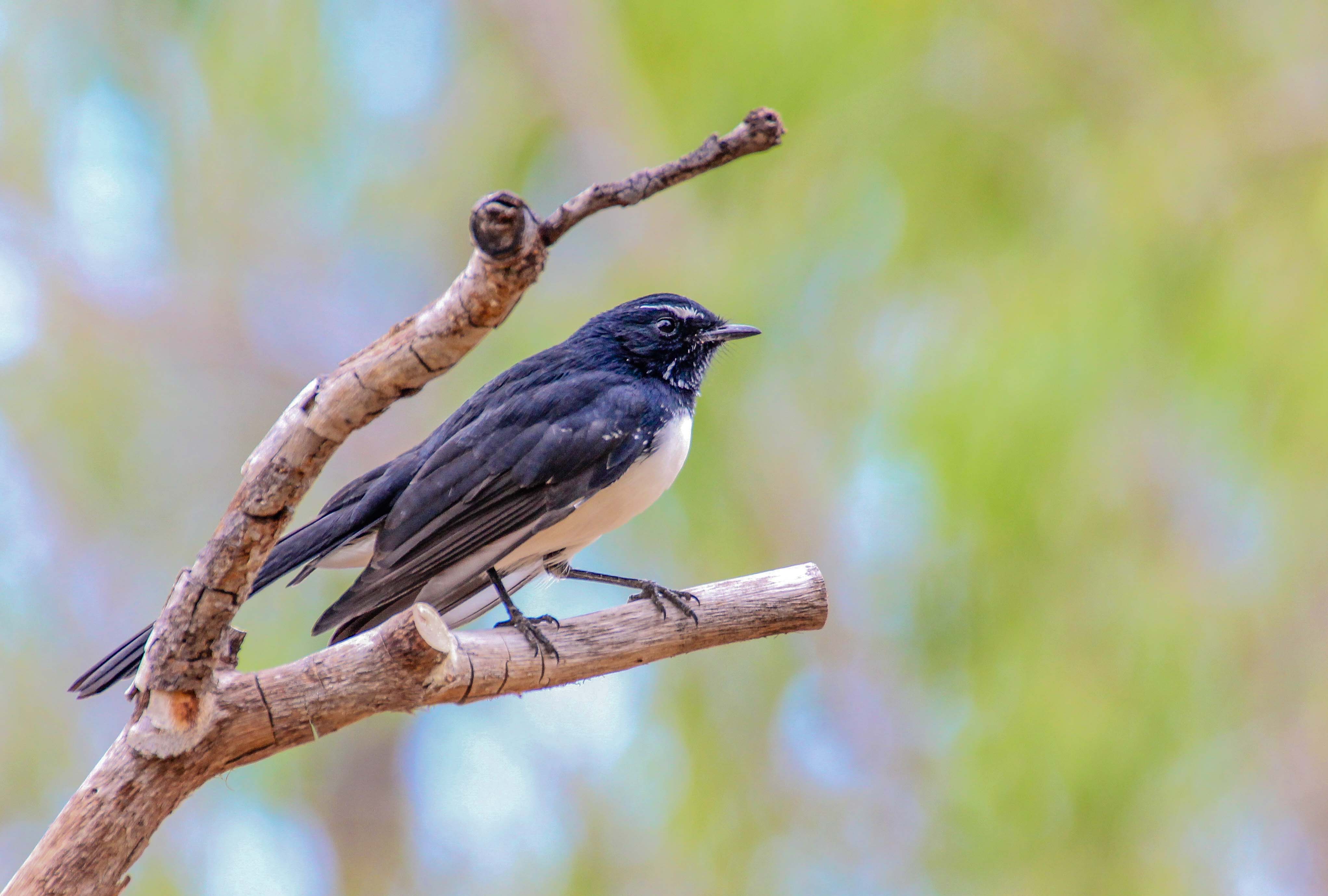 Birds of the Australian Outback – Mad about Birding and Travel