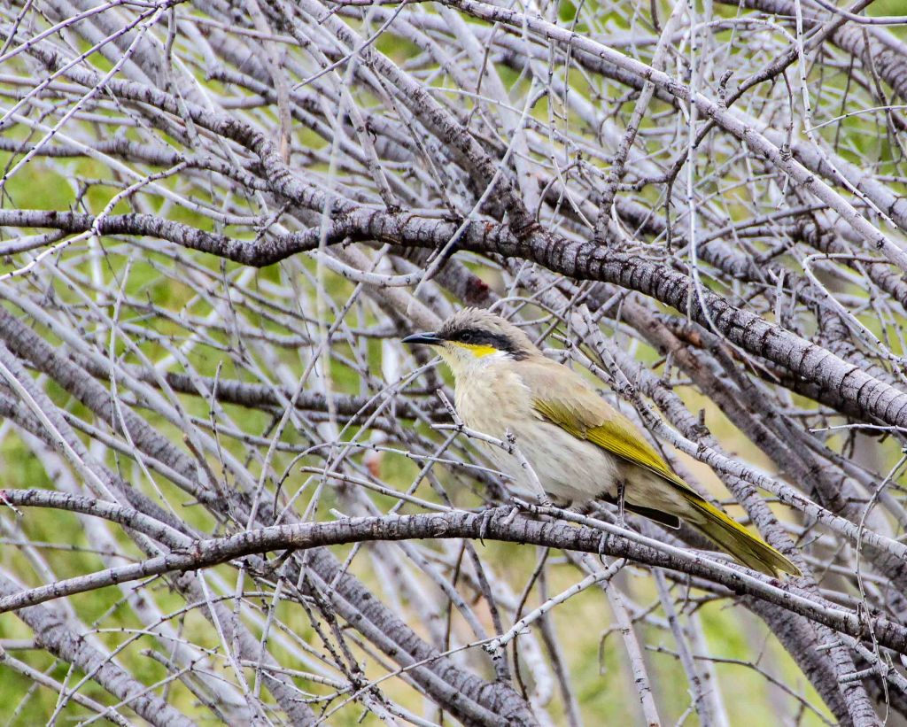 Birds of the Australian Outback – Mad about Birding and Travel