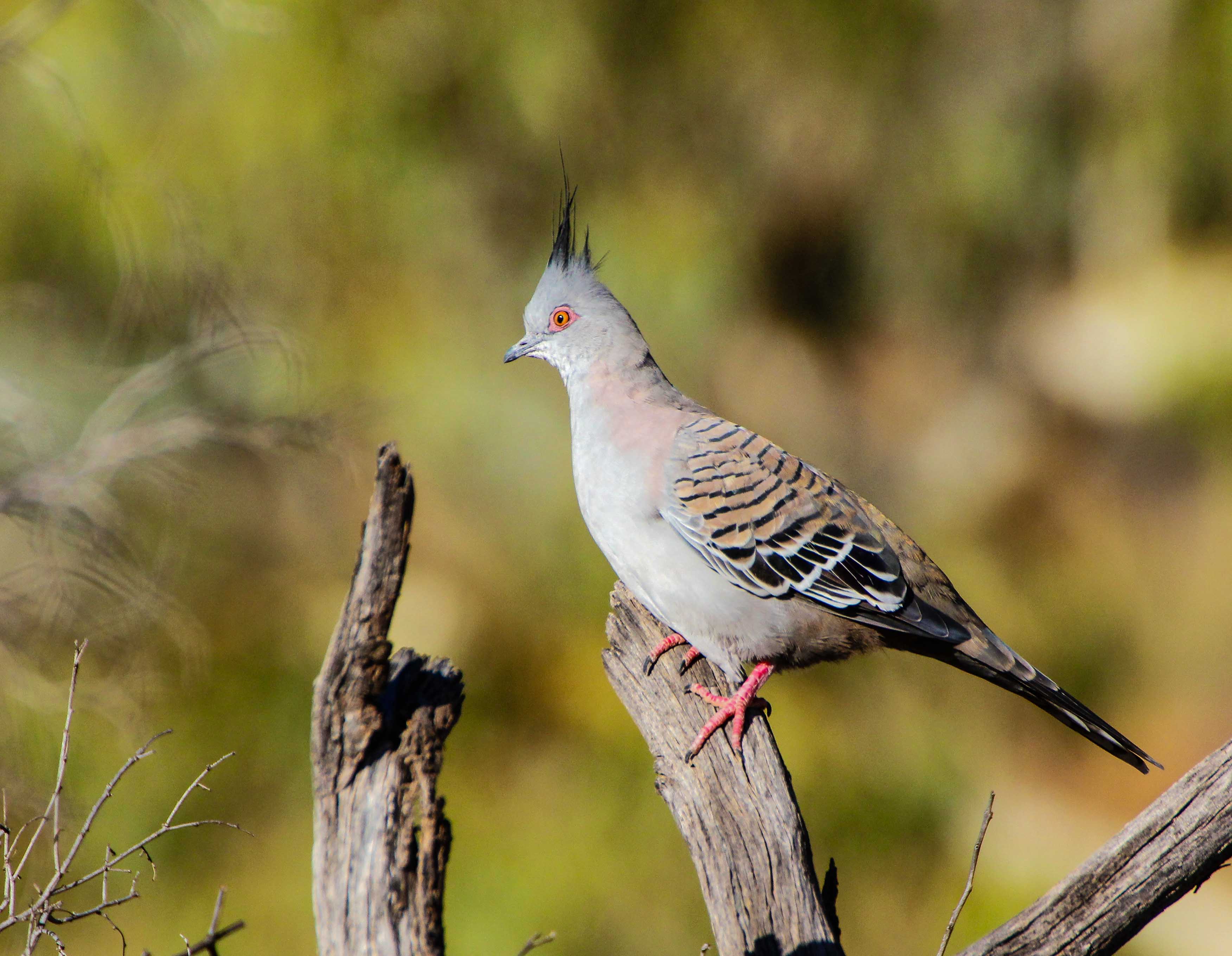 Birds of the Australian Outback – Mad about Birding and Travel