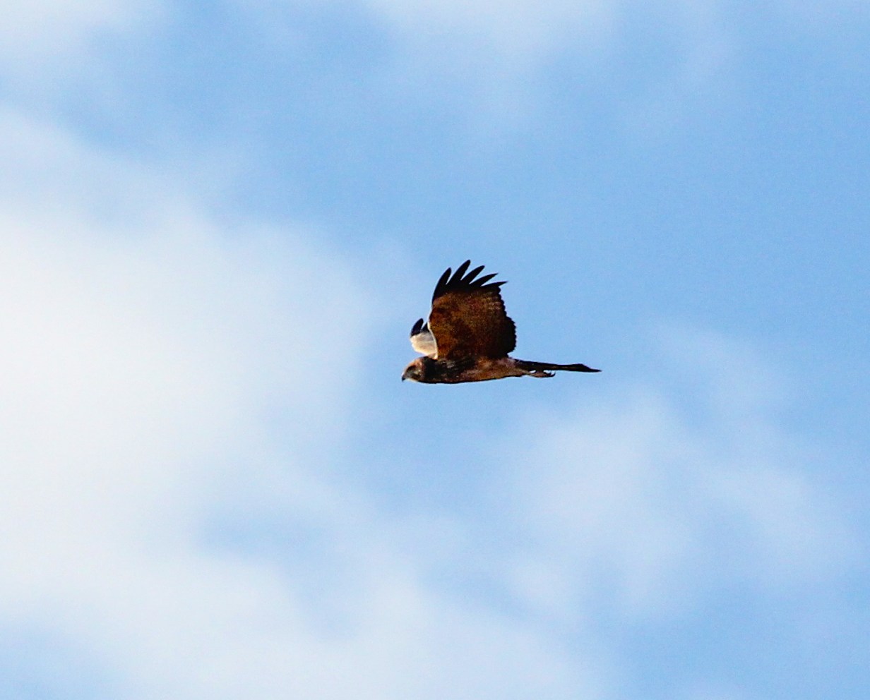Birds of the Australian Outback – Mad about Birding and Travel