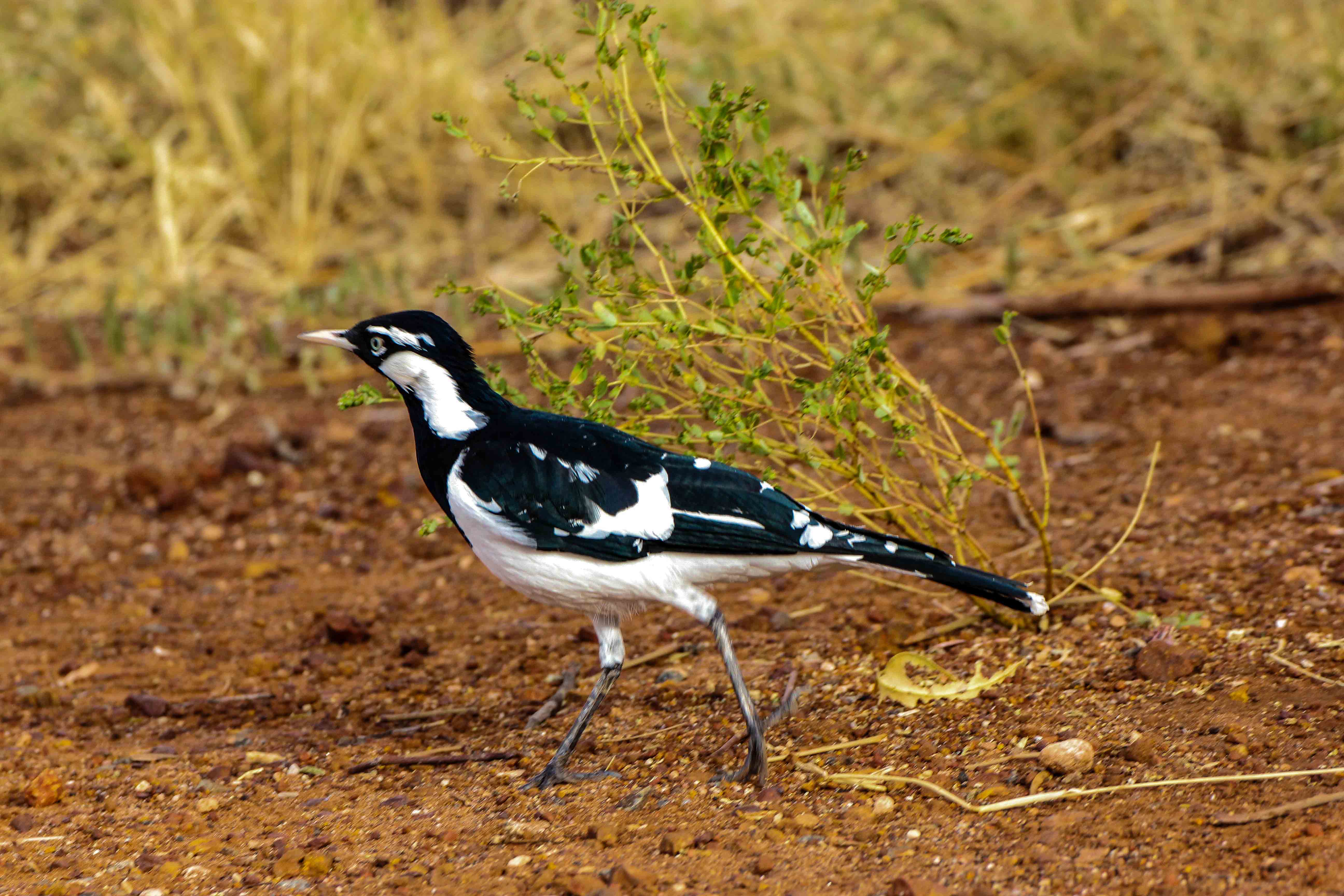 Birds of the Australian Outback – Mad about Birding and Travel