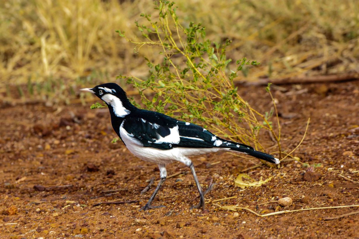 Birds of the Australian Outback – Mad about Birding and Travel