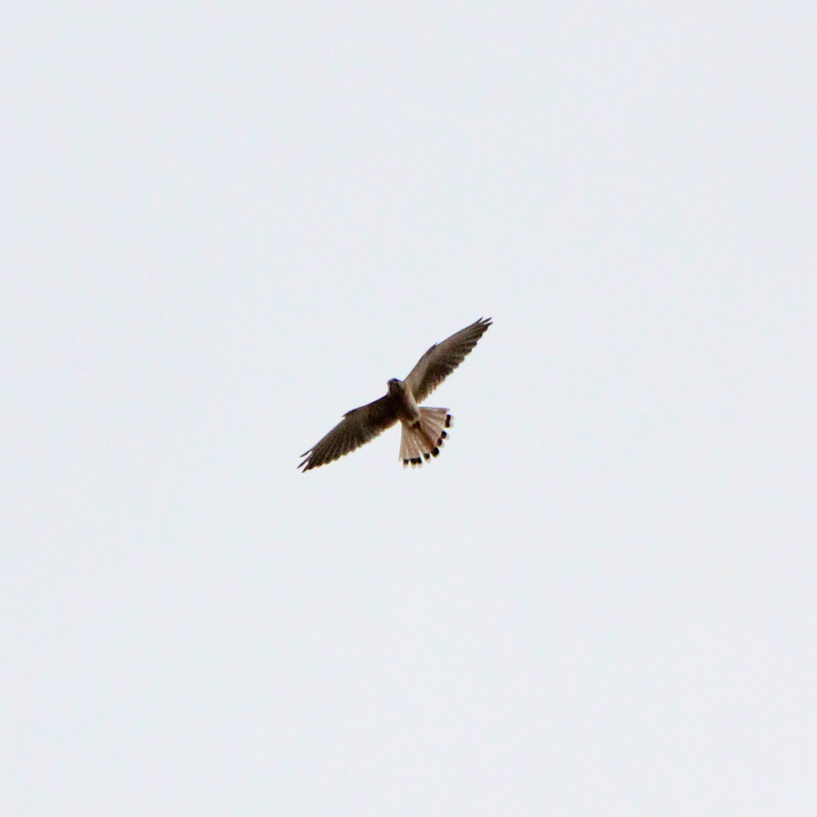 Birds of the Australian Outback – Mad about Birding and Travel
