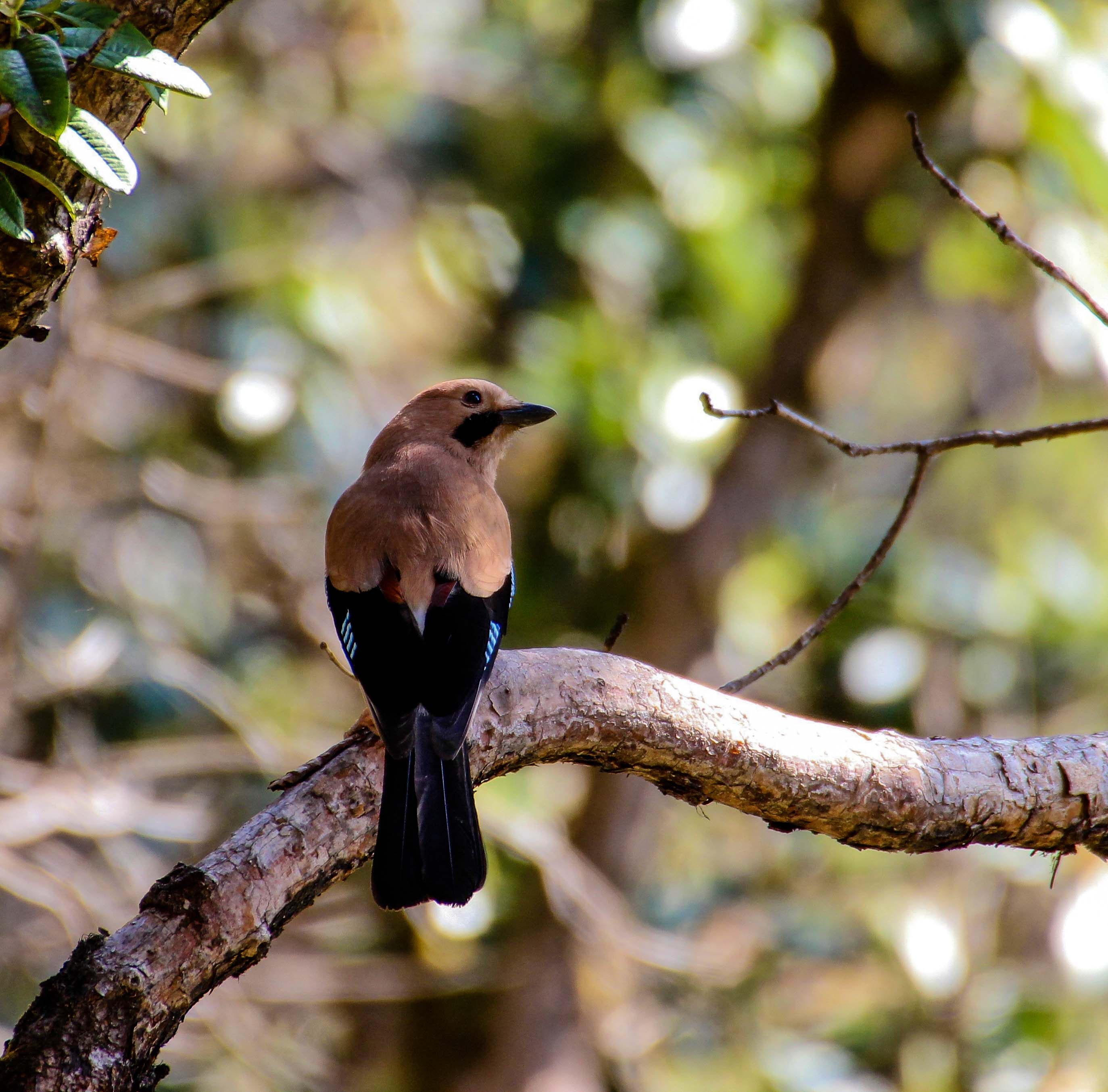 Bird Photo Gallery – Mad about Birding and Travel