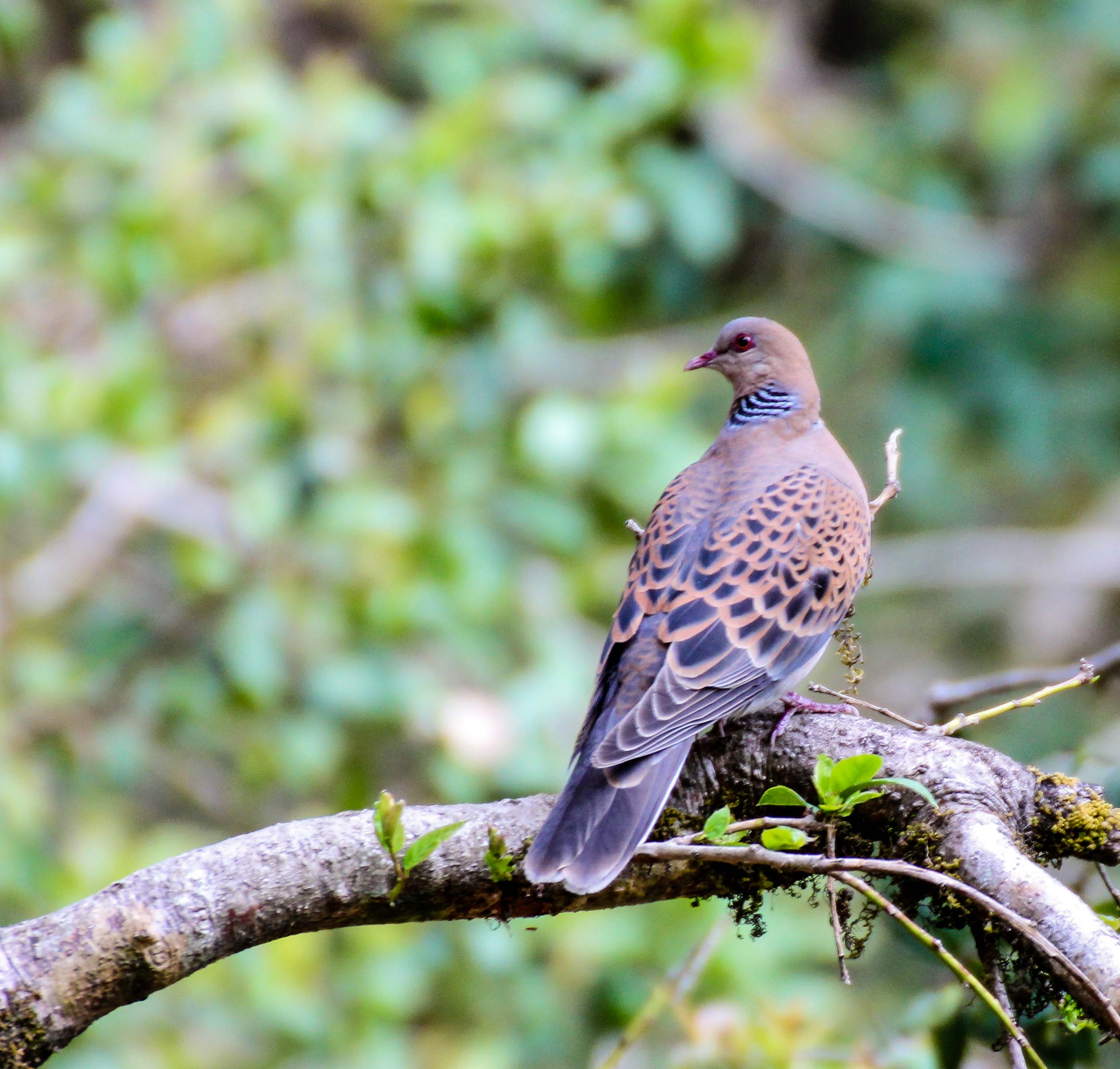 Bird Photo Gallery – Mad about Birding and Travel