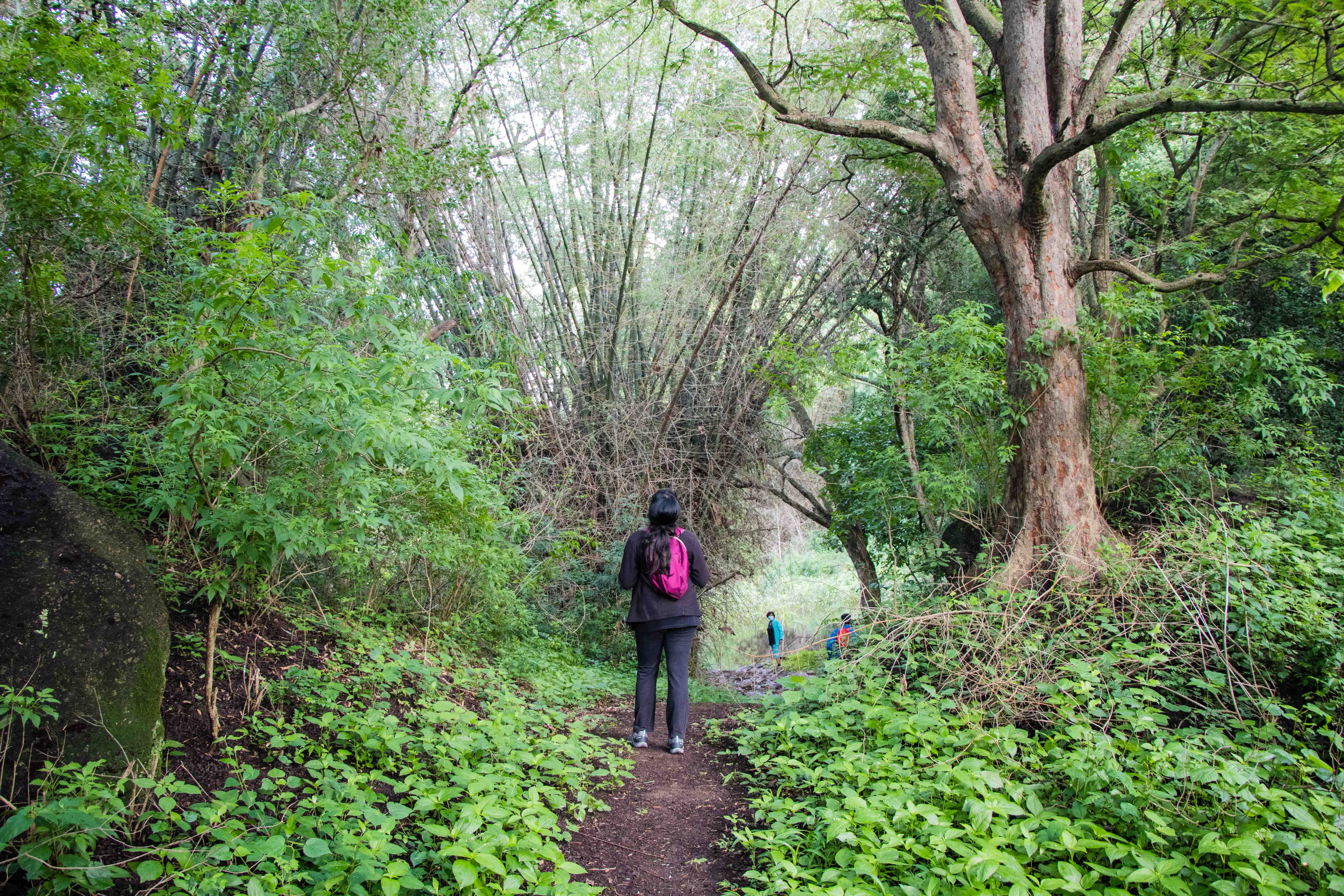 Bidarakatte Trek – Mad about Birding and Travel