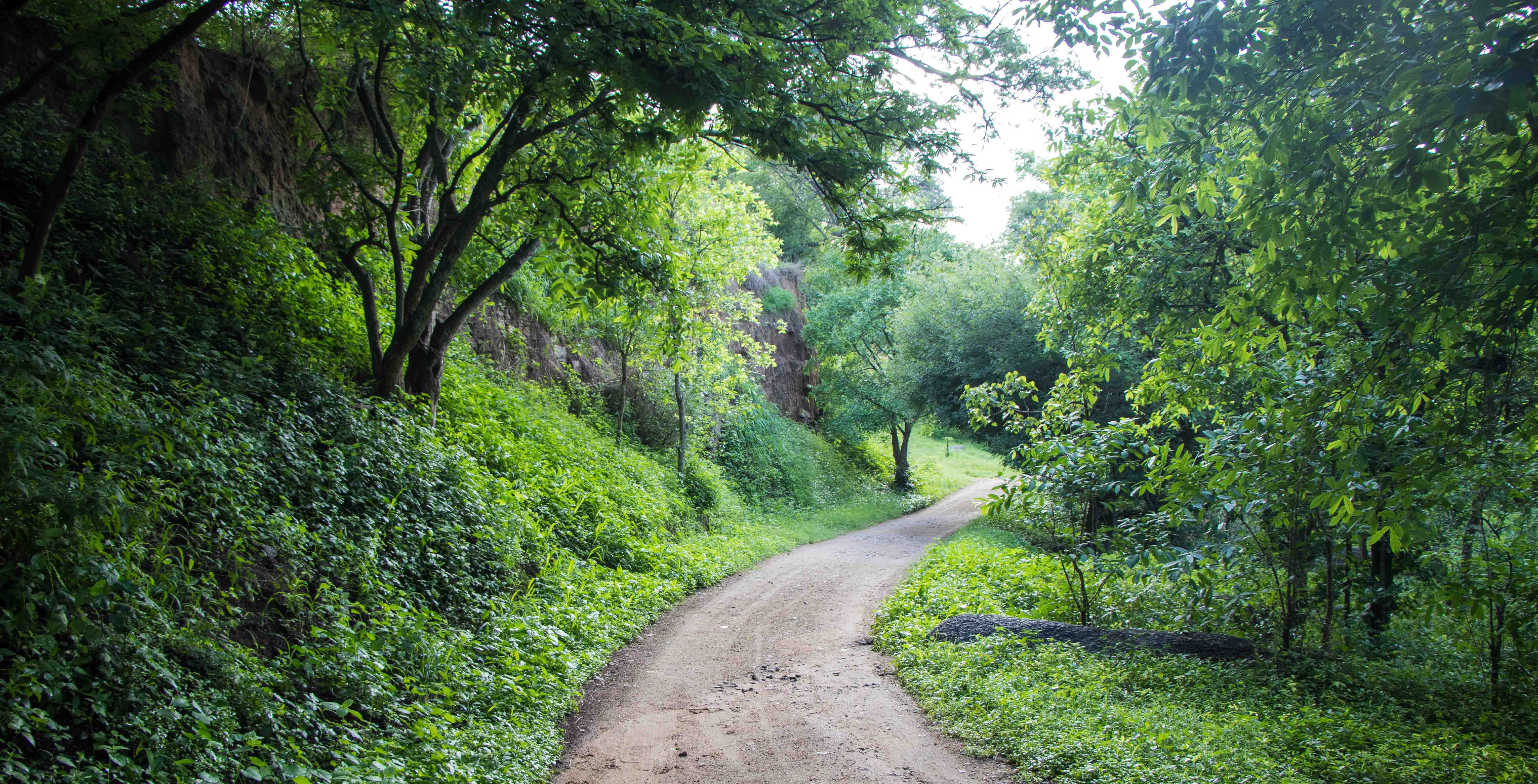 Bidarakatte Trek – Mad about Birding and Travel