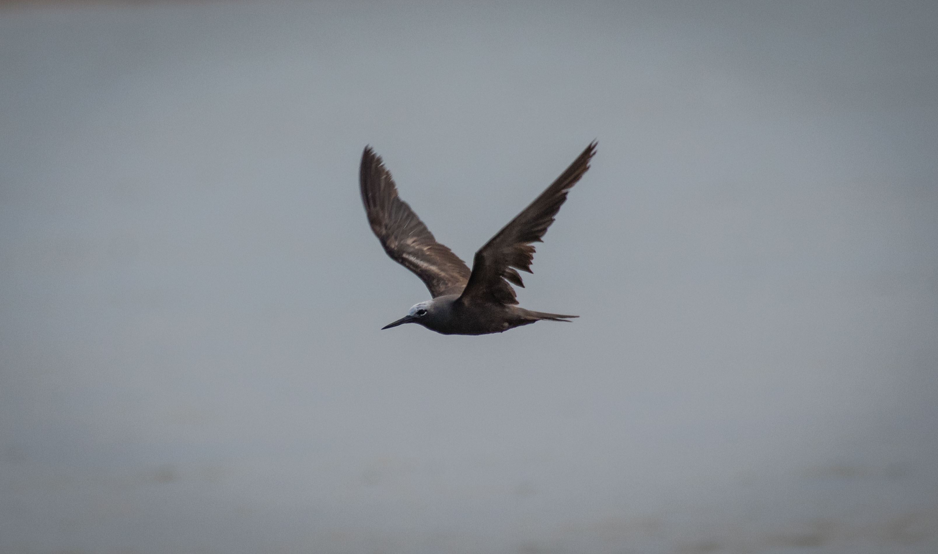 A Meet With A Lesser Noddy – Mad about Birding and Travel