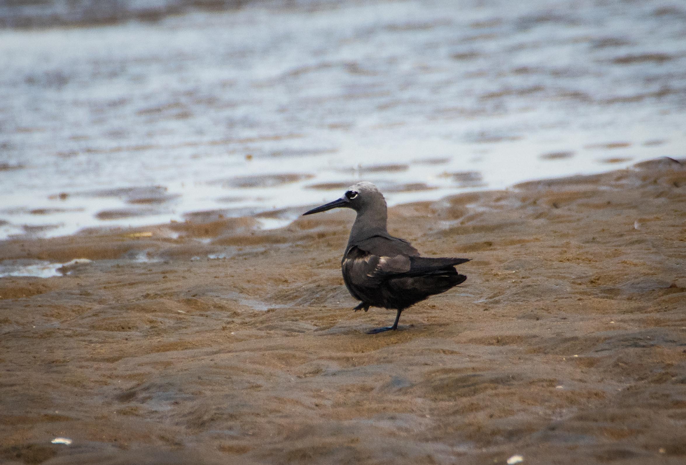 A Meet With A Lesser Noddy – Mad about Birding and Travel