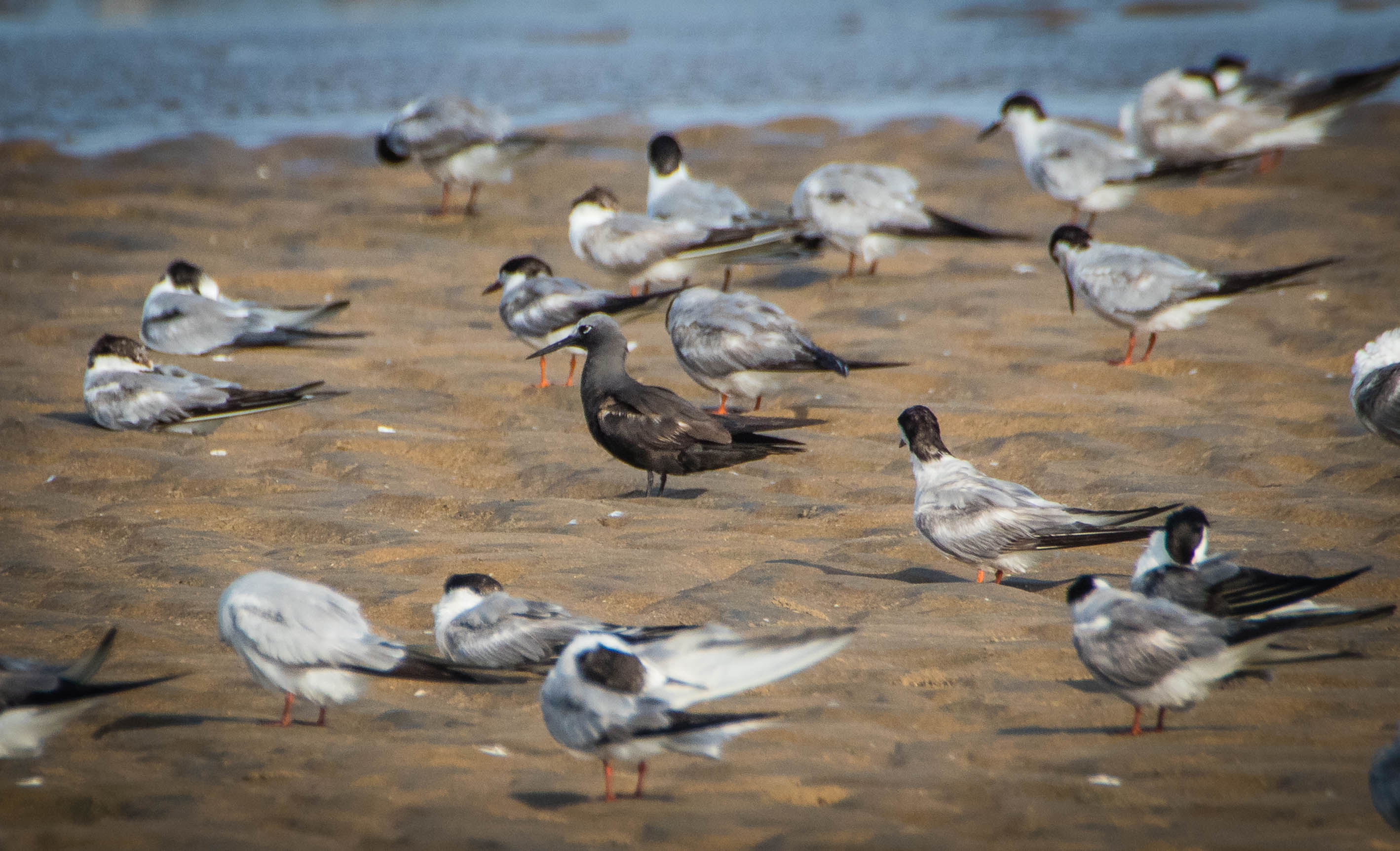 A Meet With A Lesser Noddy – Mad about Birding and Travel