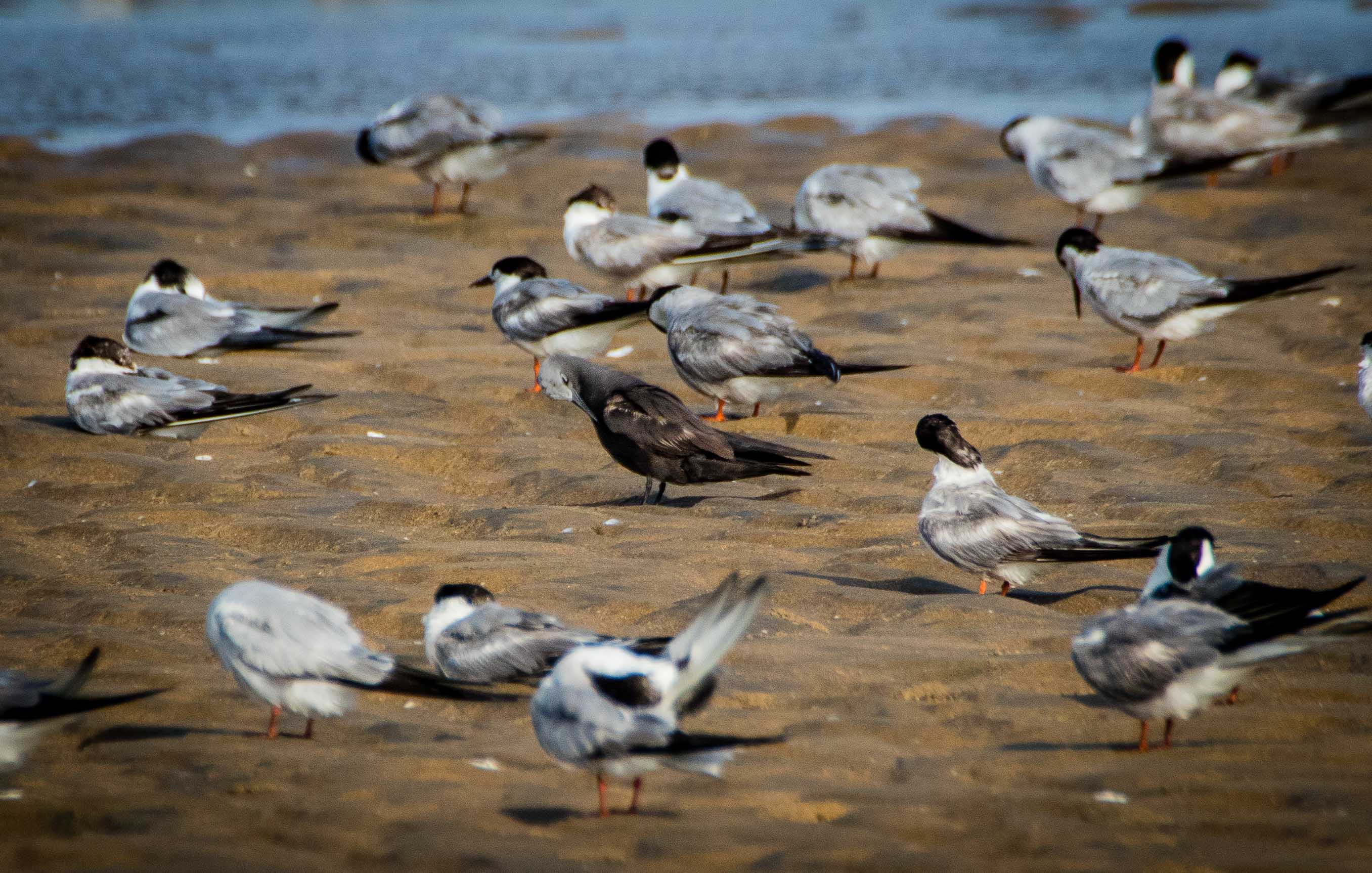 A Meet With A Lesser Noddy – Mad about Birding and Travel