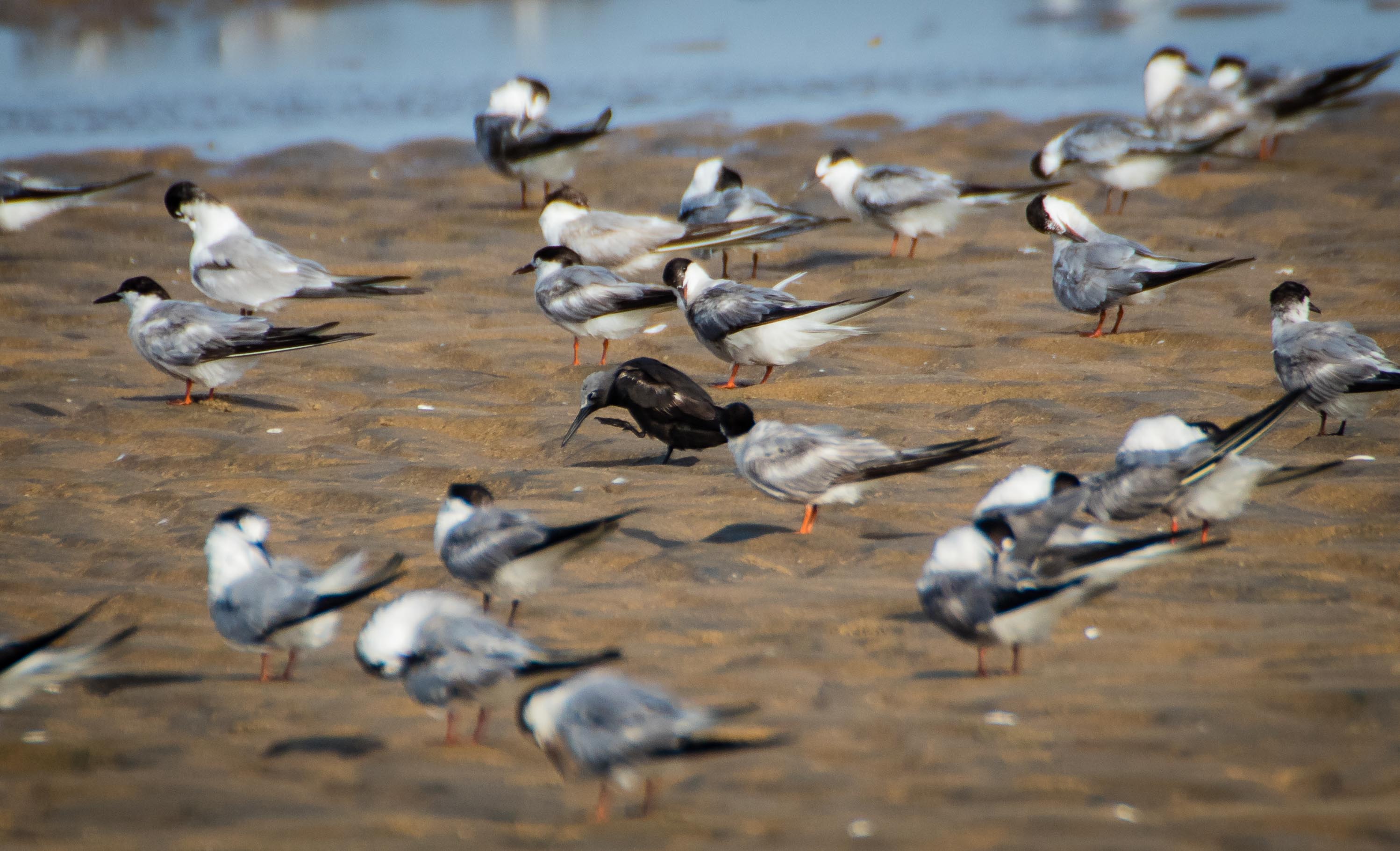 A Meet With A Lesser Noddy – Mad about Birding and Travel