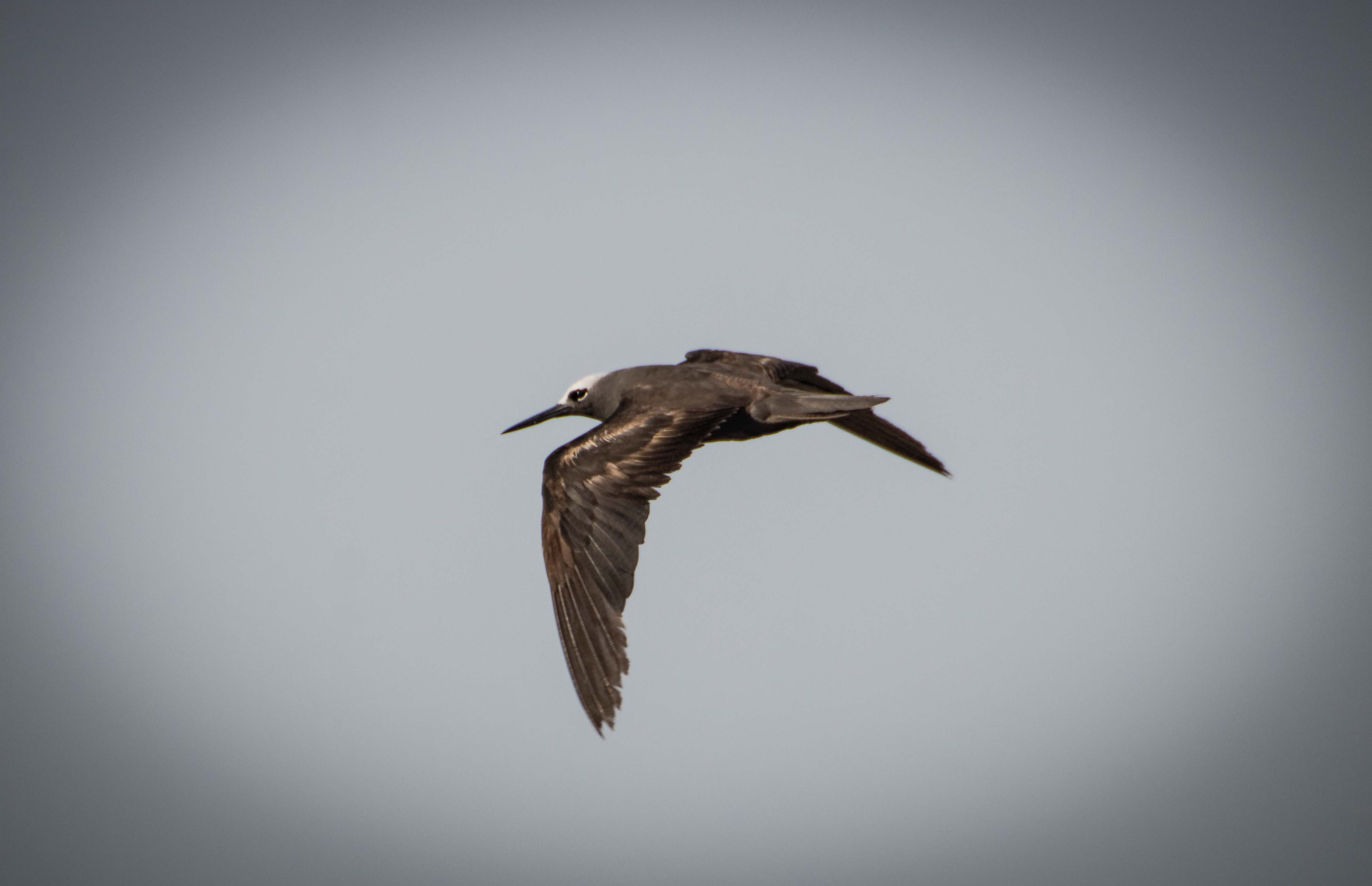A Meet With A Lesser Noddy – Mad about Birding and Travel