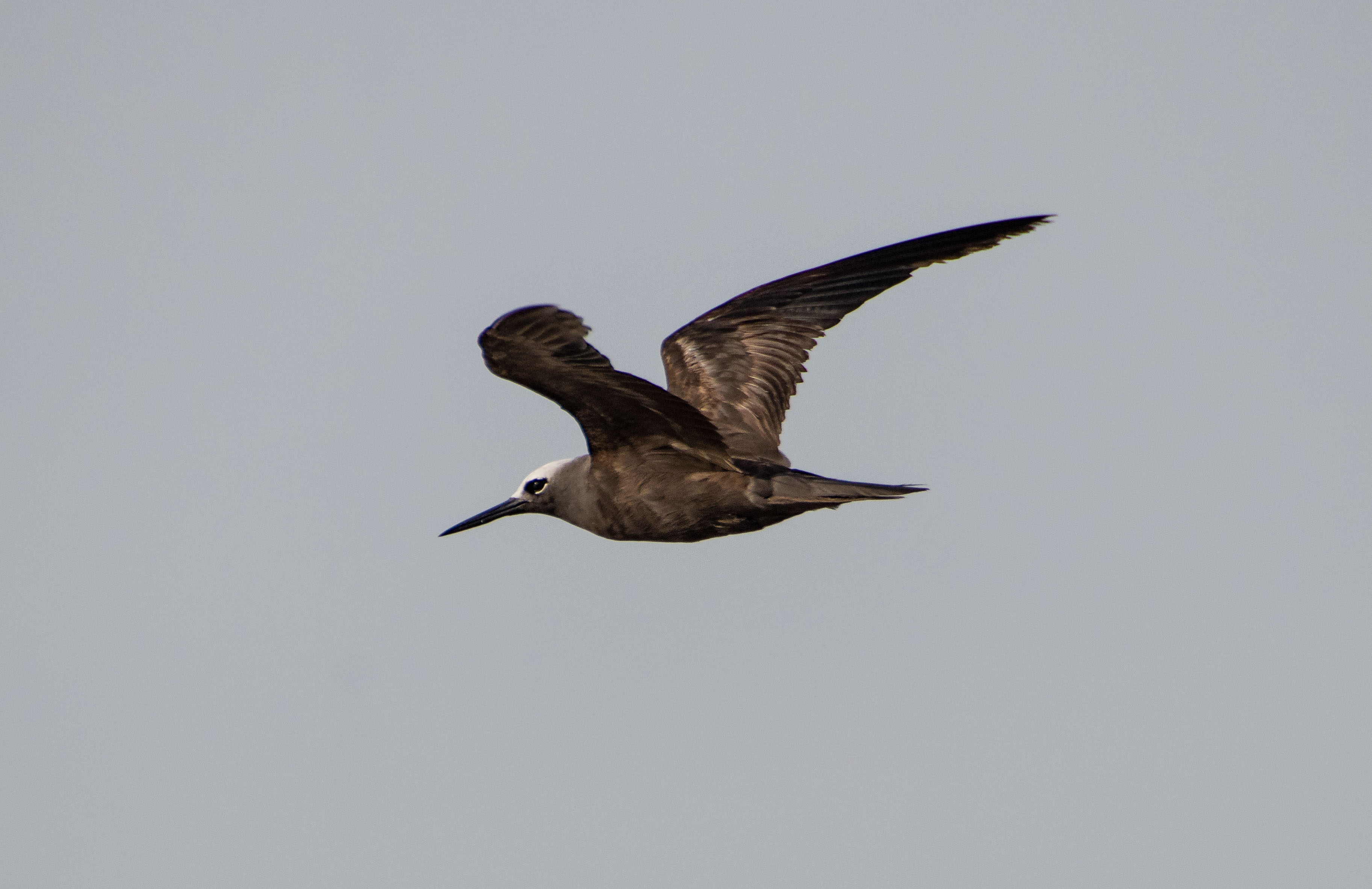 A Meet With A Lesser Noddy – Mad about Birding and Travel