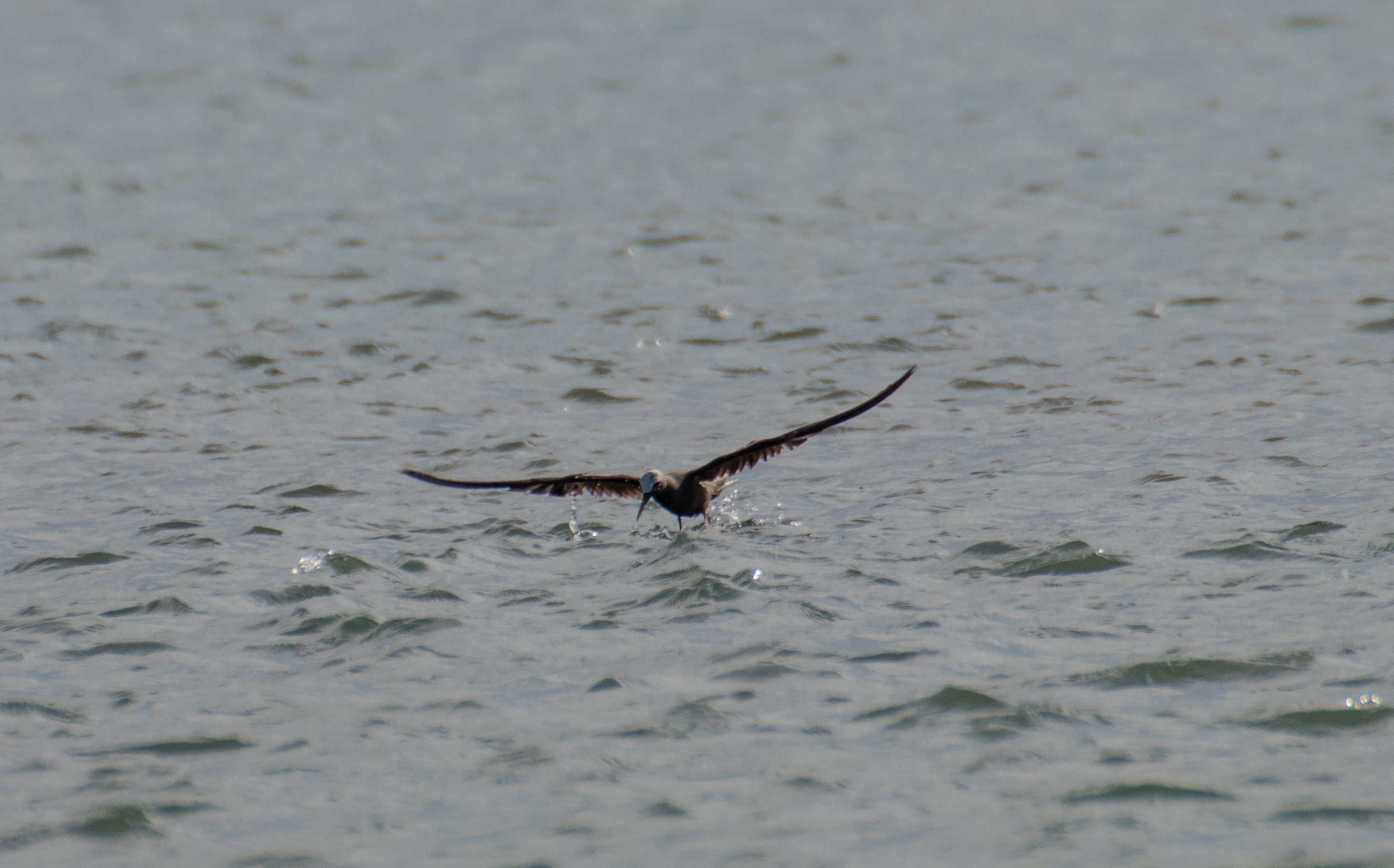 A Meet With A Lesser Noddy – Mad about Birding and Travel