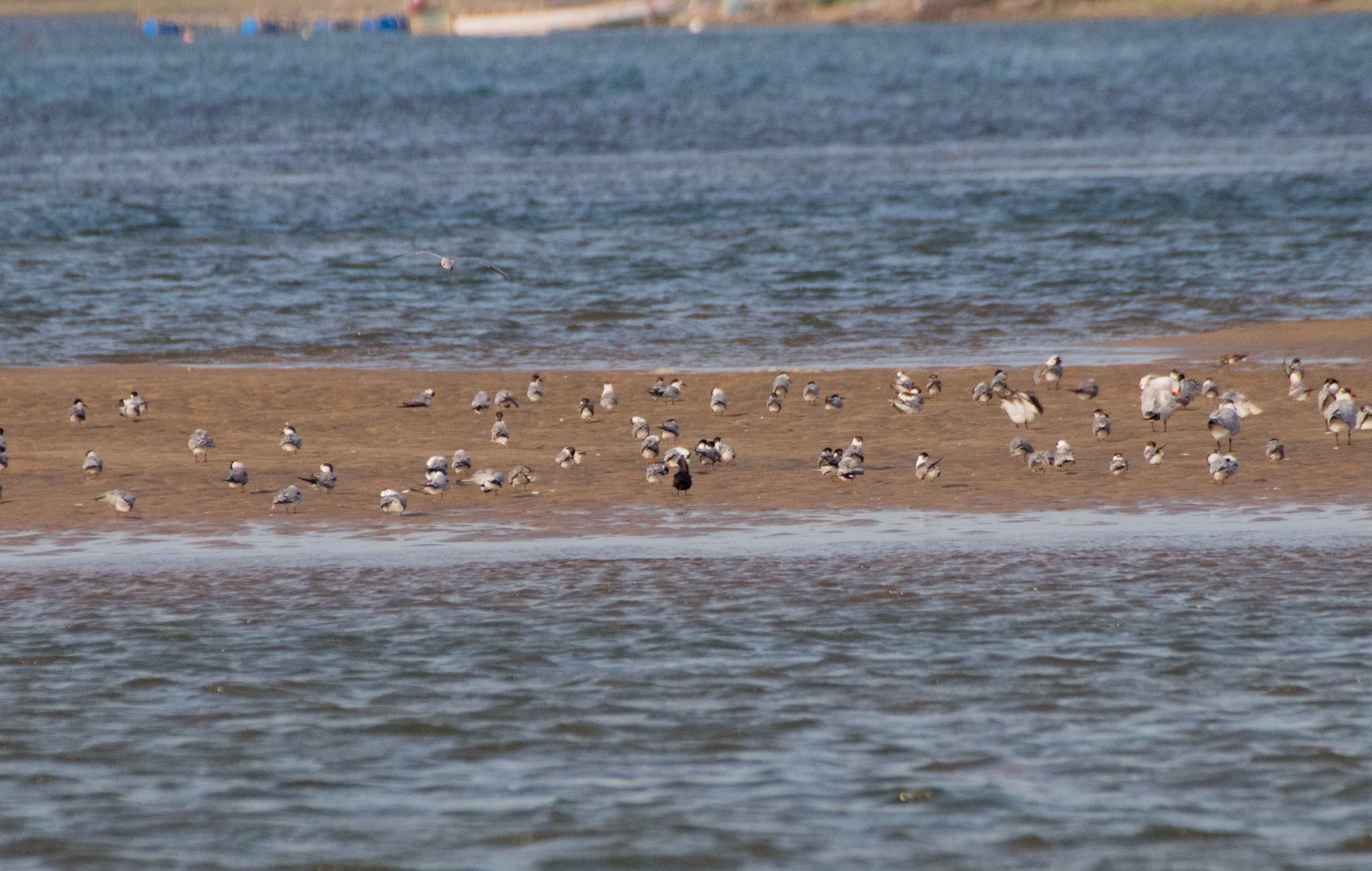 A Meet With A Lesser Noddy – Mad about Birding and Travel