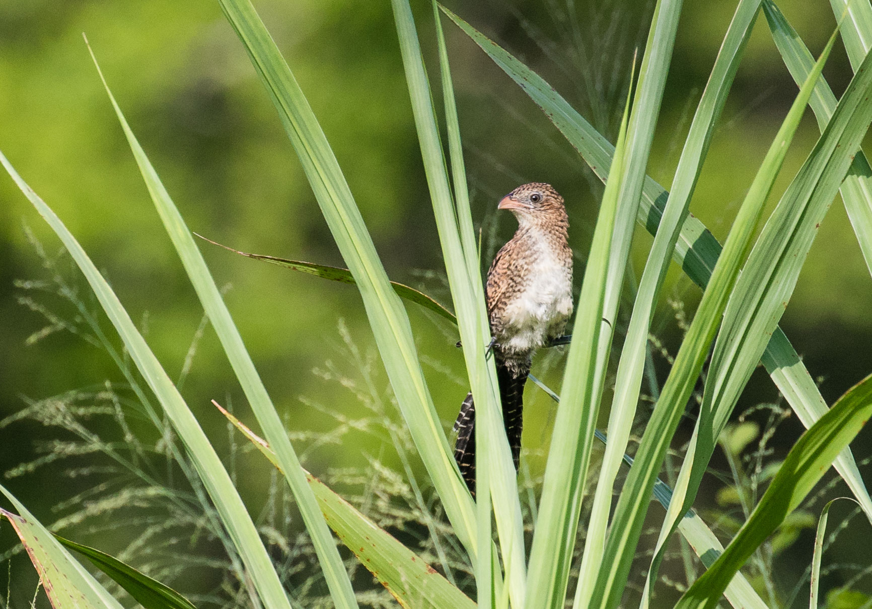 Birding in Thailand – Mad about Birding and Travel