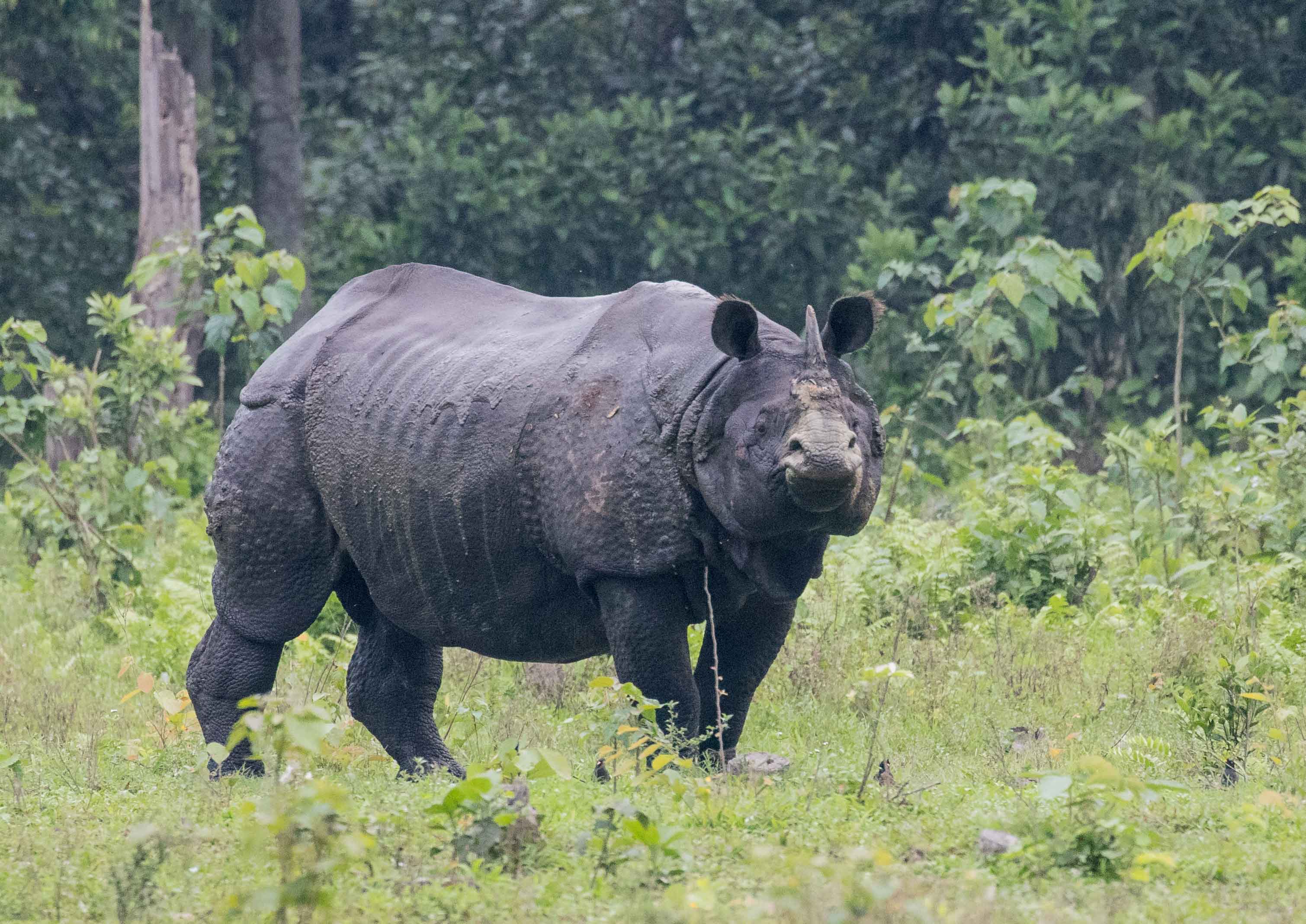 Animal Raw Power: A Rhino Encounter – Mad about Birding and Travel
