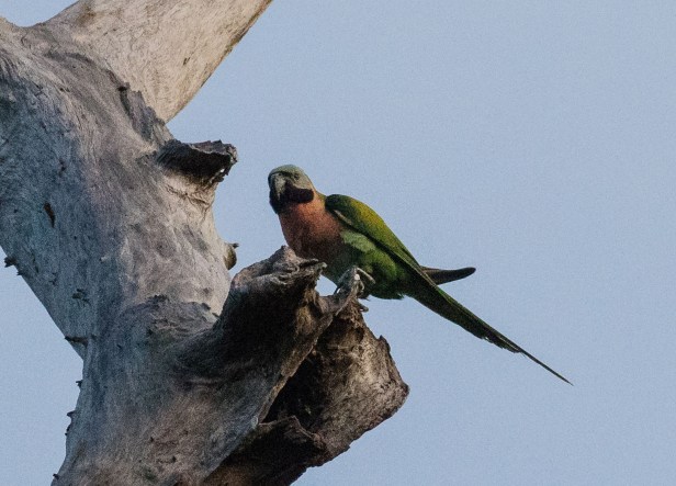 Birding in South Andaman – Mad about Birding and Travel