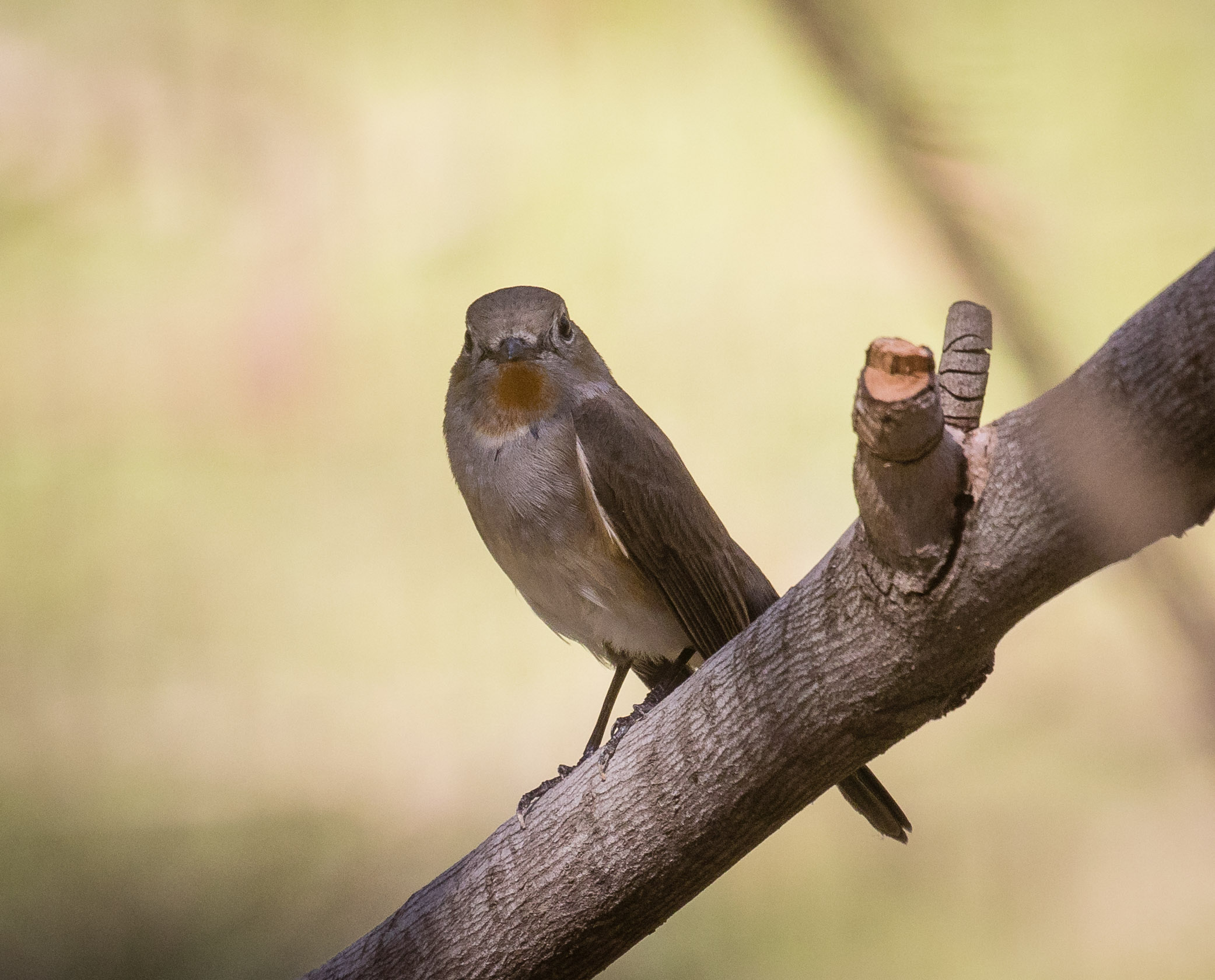 Wintering Male Taiga Flycatcher – Mad about Birding and Travel